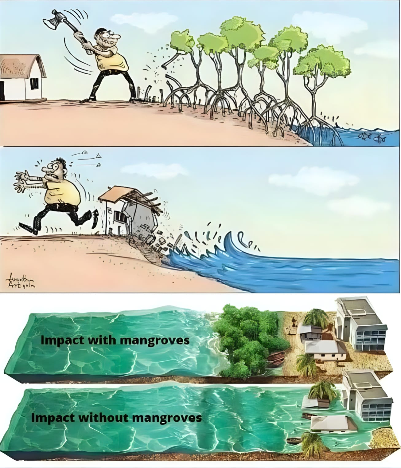 The Importance of Mangrove Forests: Environmental Protection and ...